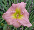 Dynamic Daylilies