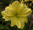 Dynamic Daylilies