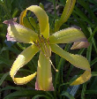 Dynamic Daylilies