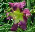 Dynamic Daylilies