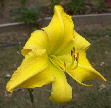 Dynamic Daylilies